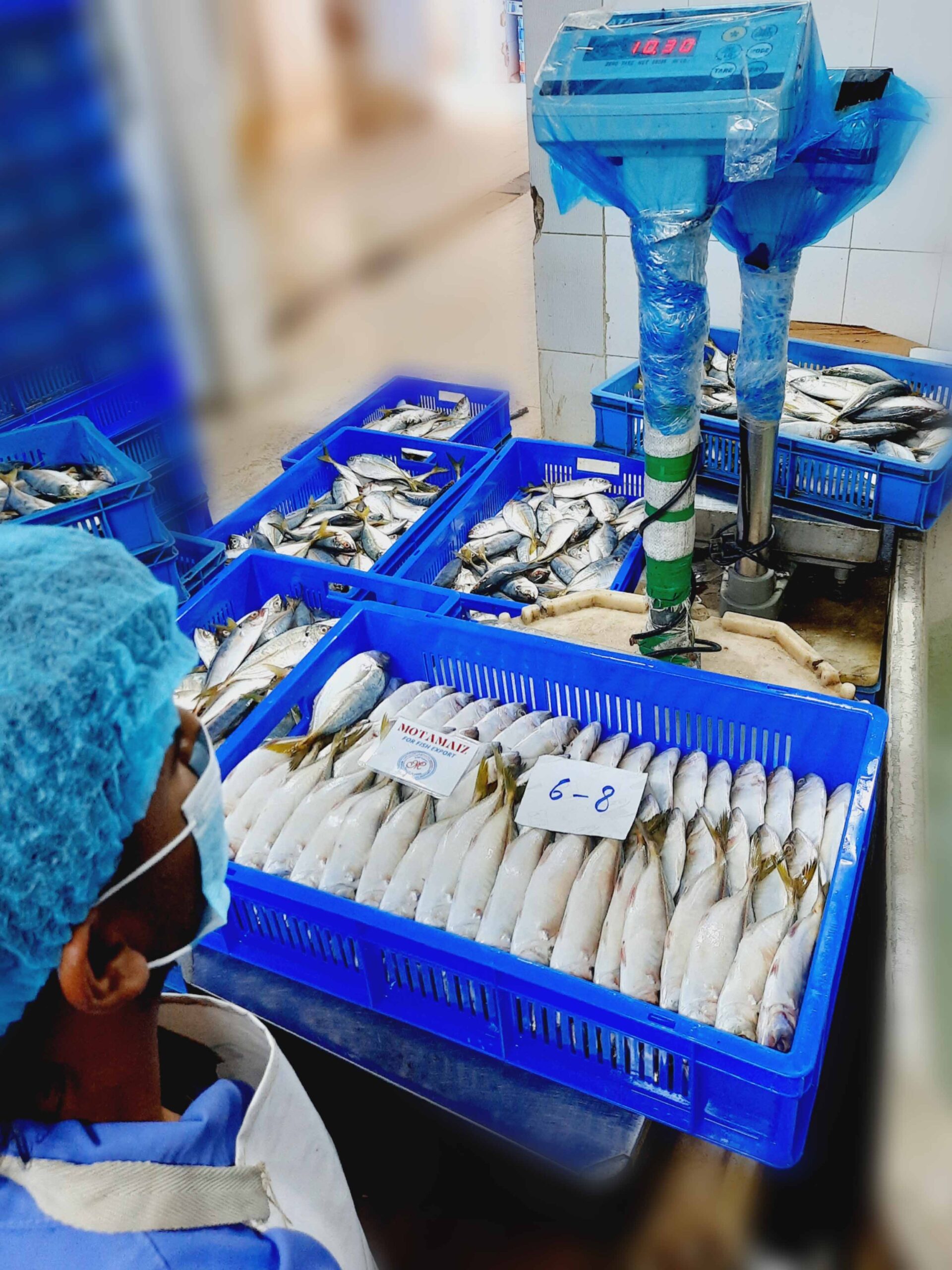 Motamaiz For Fish Export