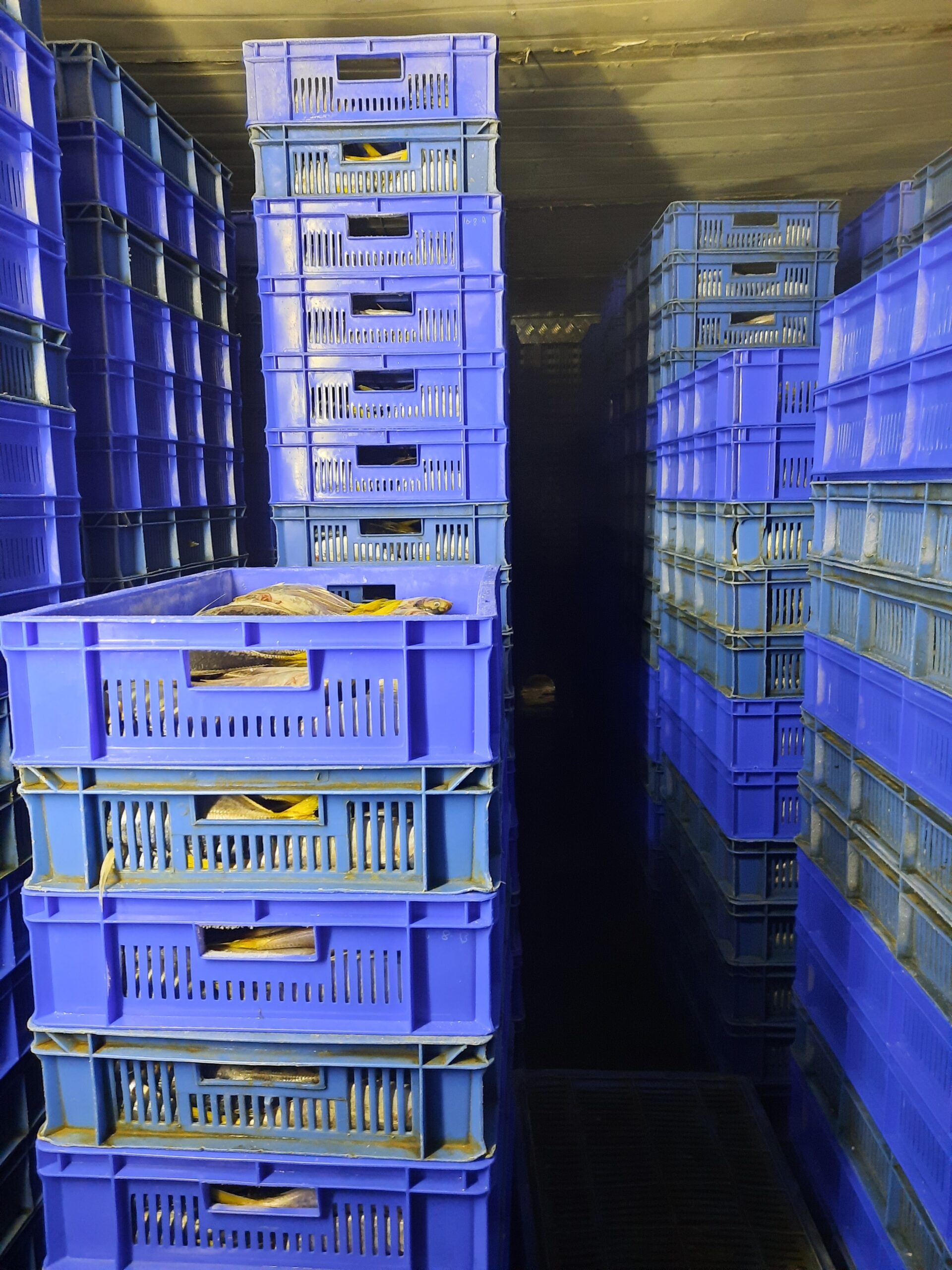 Motamaiz For Fish Export