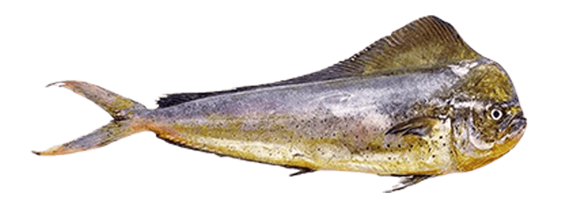 Motamaiz For Fish Export